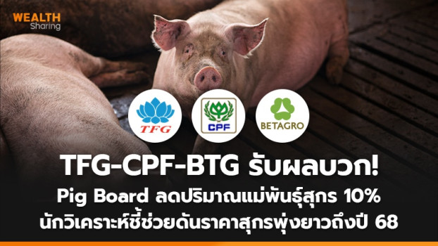 TFG-CPF-BTG รับผลบวก! Pig Board ลดปริมาณแม่พันธุ์สุกร 10% นักวิเคราะห์ชี้ช่วยดันราคาสุกรพุ่งยาว ...